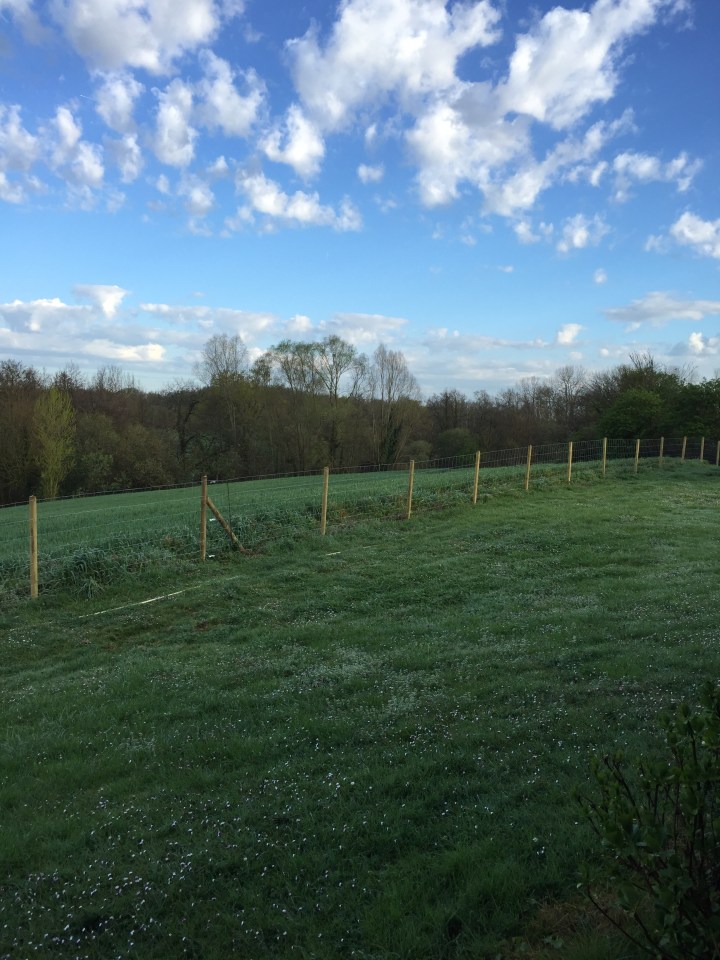 The first spring – The Renaissance Gardener