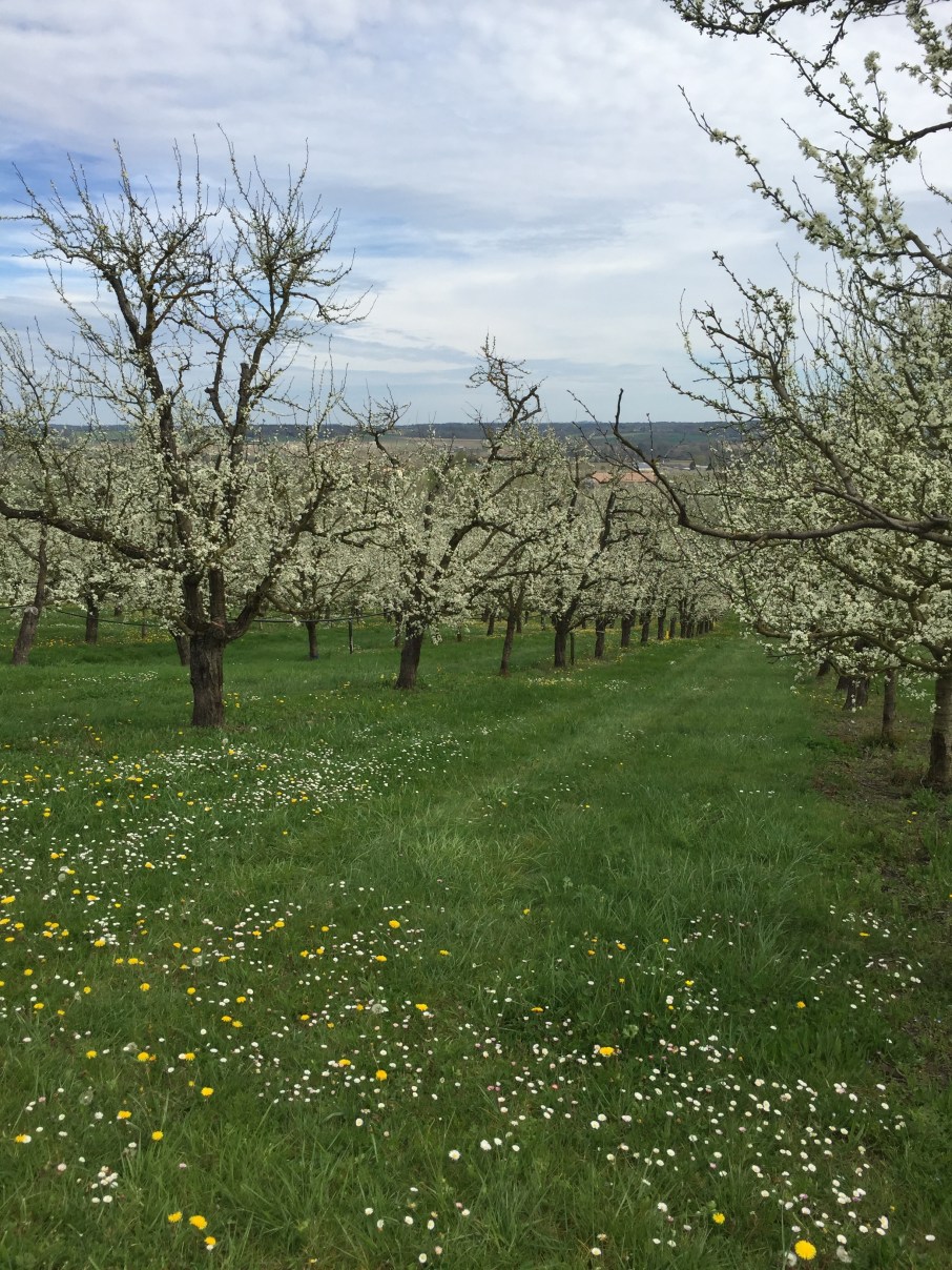 The first spring – The Renaissance Gardener